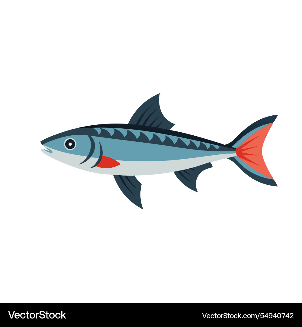 Mullet fish isolated flat on white background Vector Image