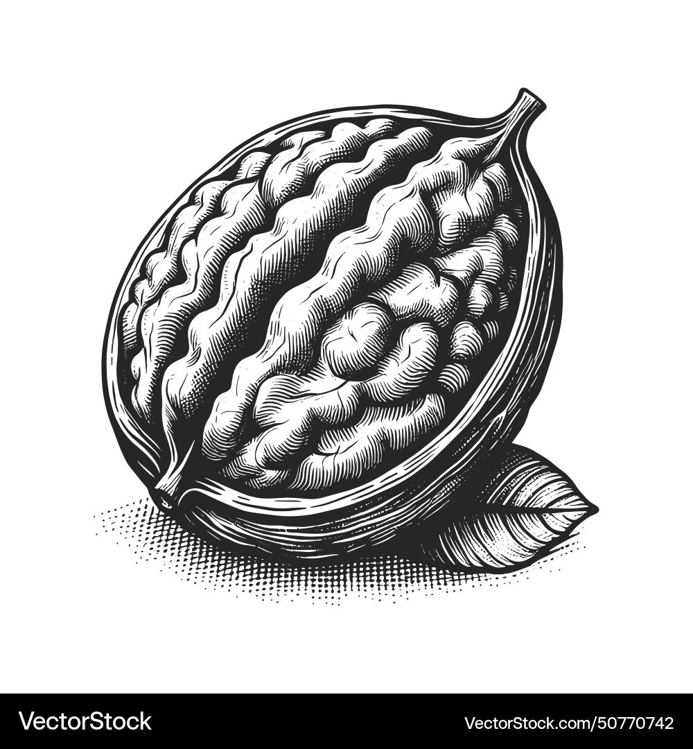 Walnut and leaves Royalty Free Vector Image - VectorStock