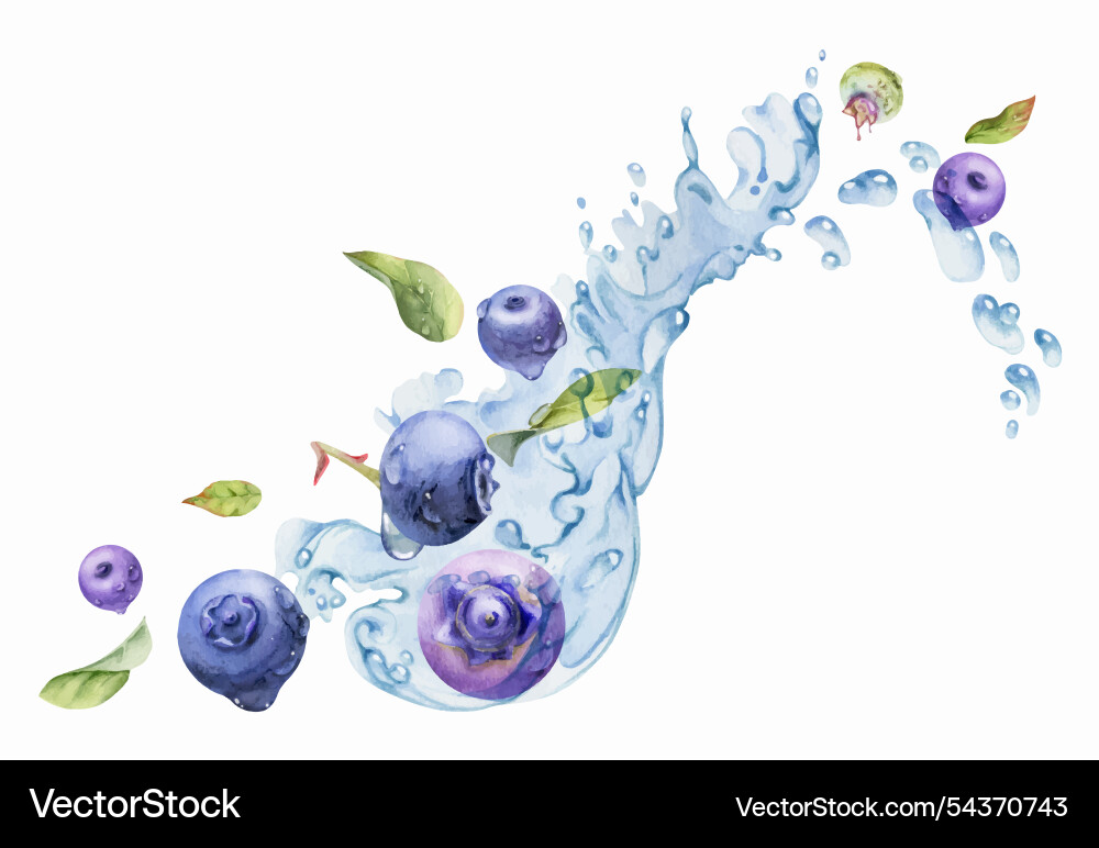 Blueberry blackberry flying in water splash Vector Image