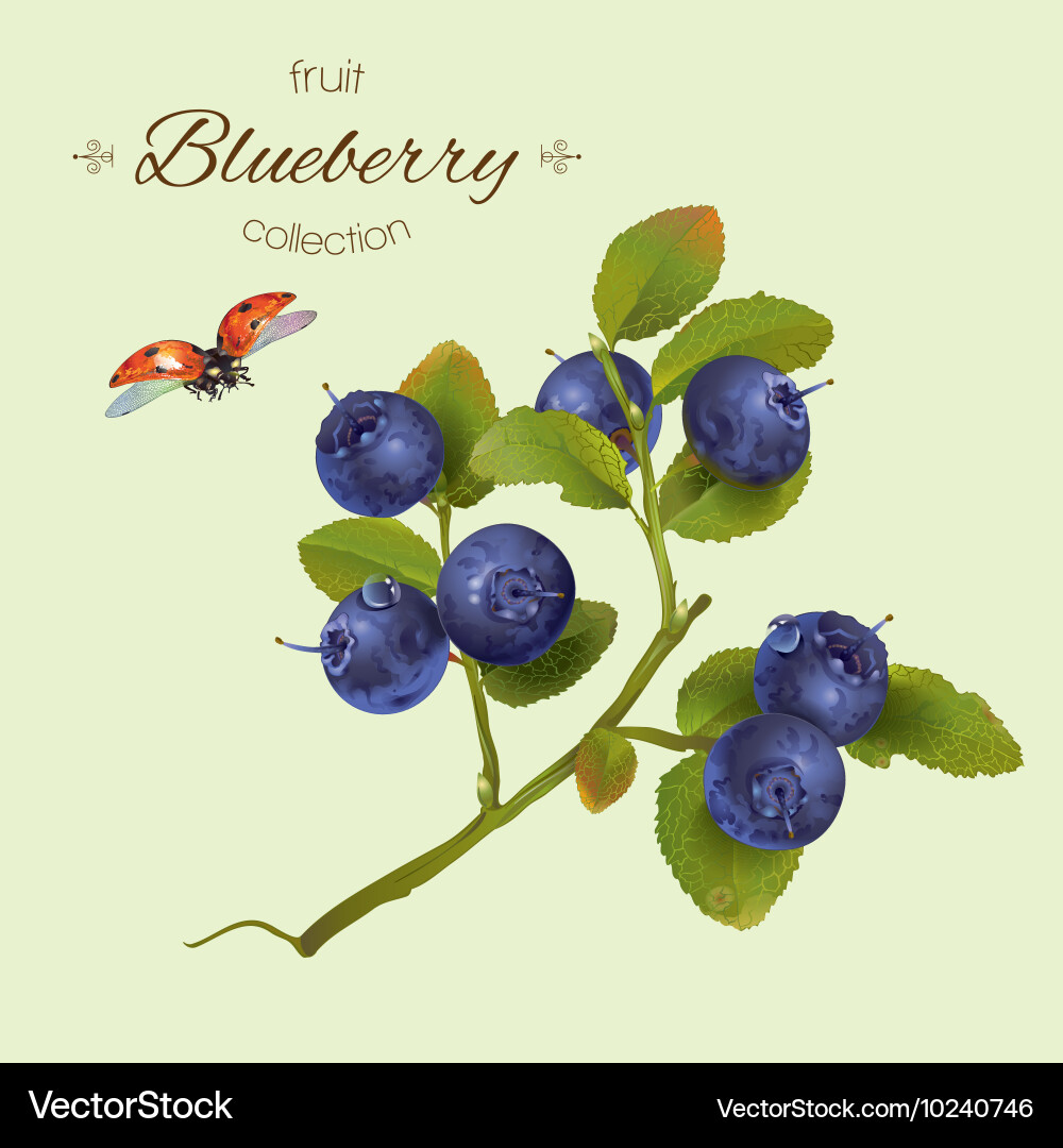 Realistic of blueberry Royalty Free Vector Image
