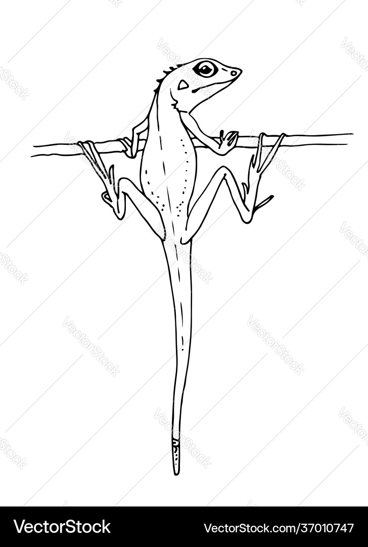 Lizard isolated on white Royalty Free Vector Image