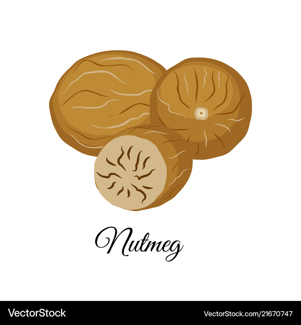 Nutmeg Spice Isolated Royalty Free Vector Image