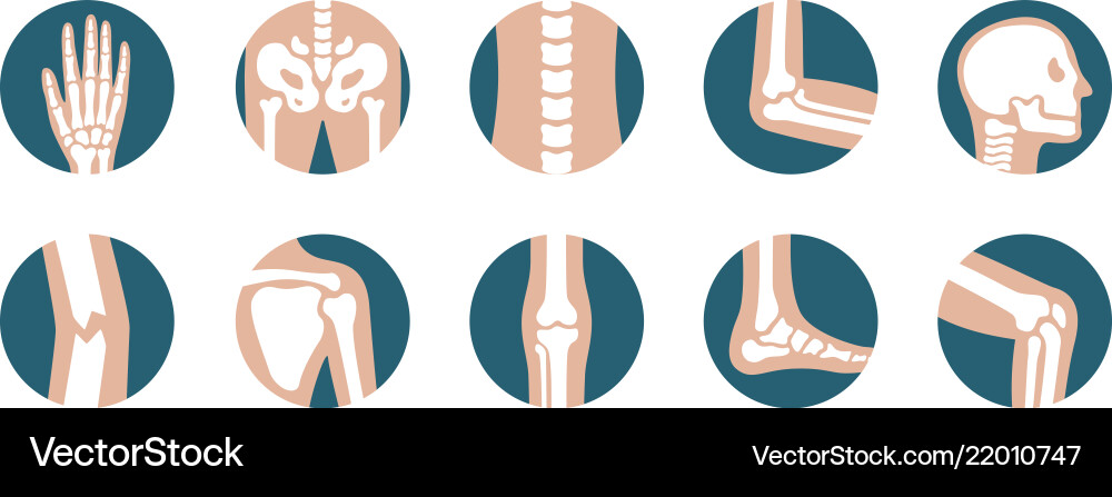 Set of human joints and bones knee leg Royalty Free Vector
