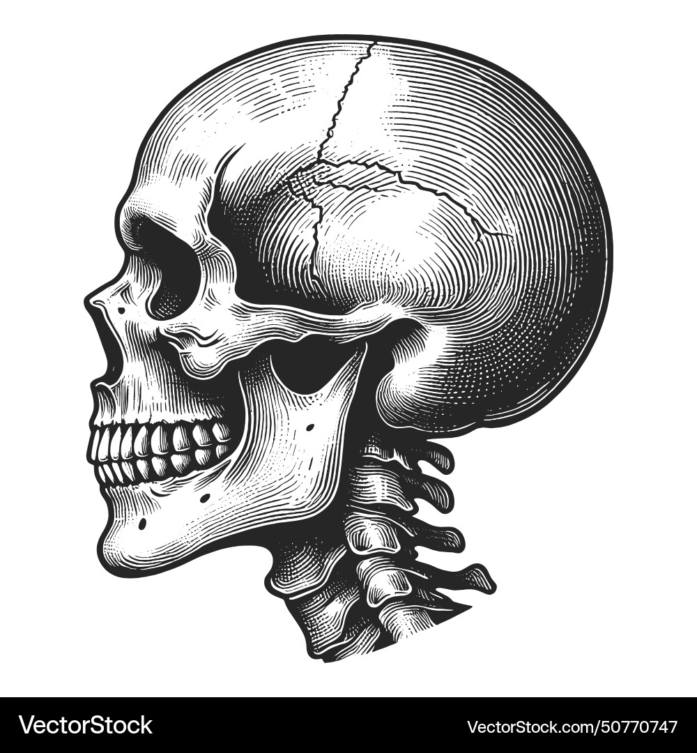 Vintage engraved human skull sketch Royalty Free Vector