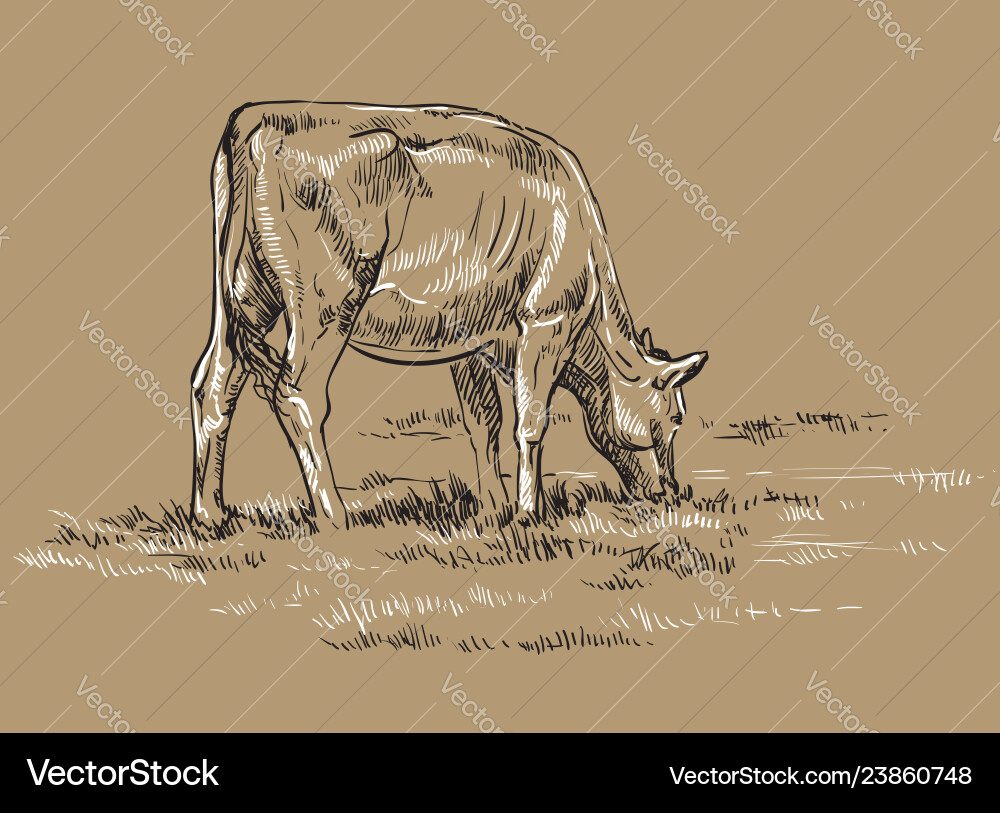 Hand drawing cow Royalty Free Vector Image - VectorStock
