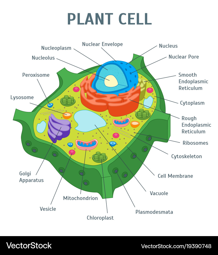 Plant Cell Anatomy Poster – Royalty-Free Vector | VectorStock