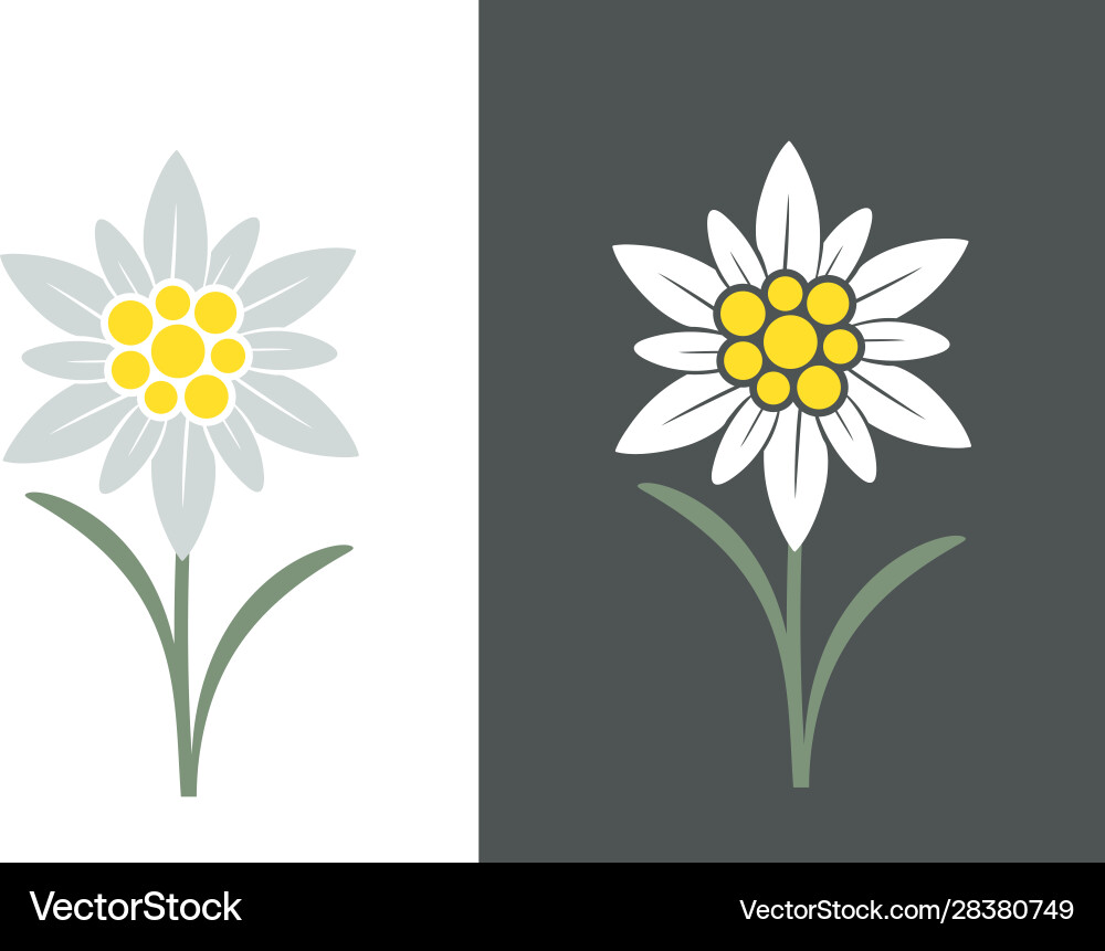 Edelweiss flower Royalty Free Vector Image - VectorStock