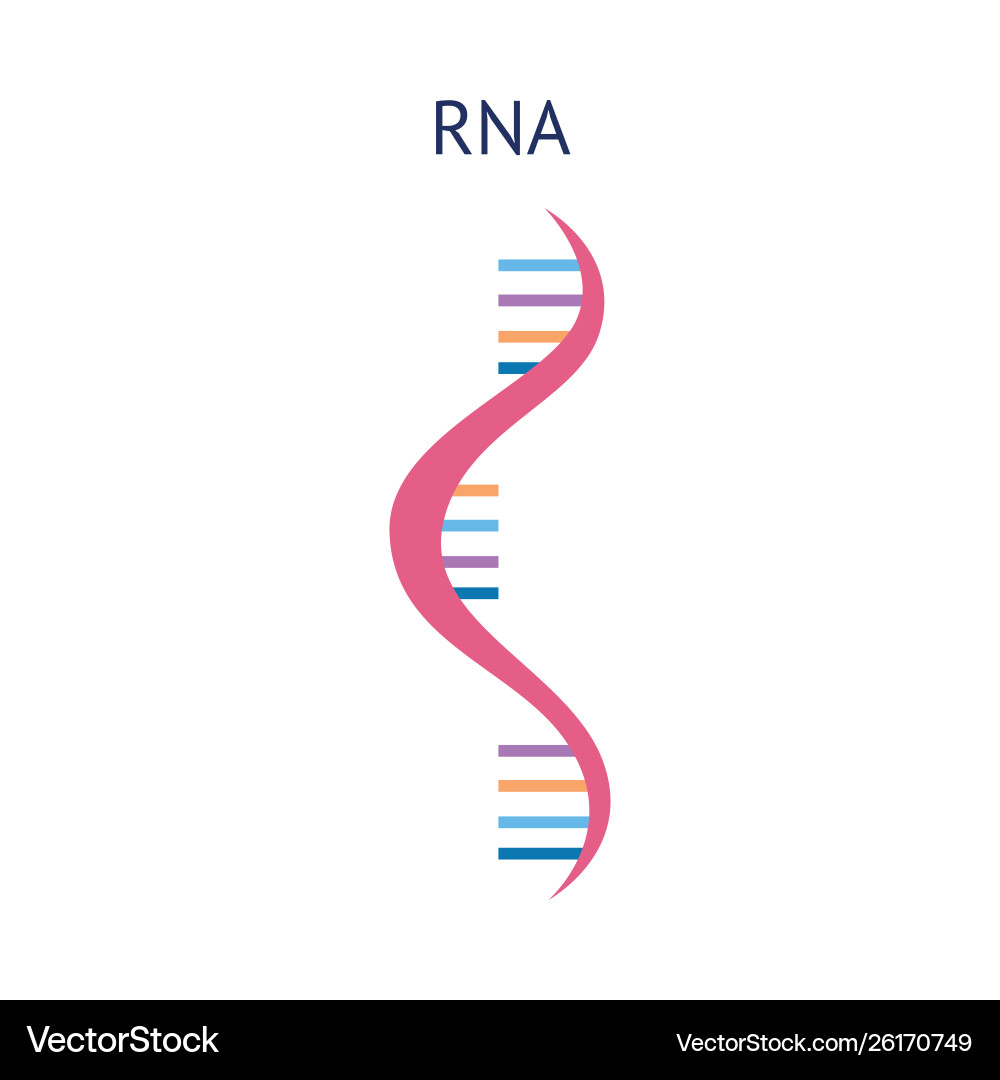 RNA Molecule Structure Icon Royalty Free Vector Image