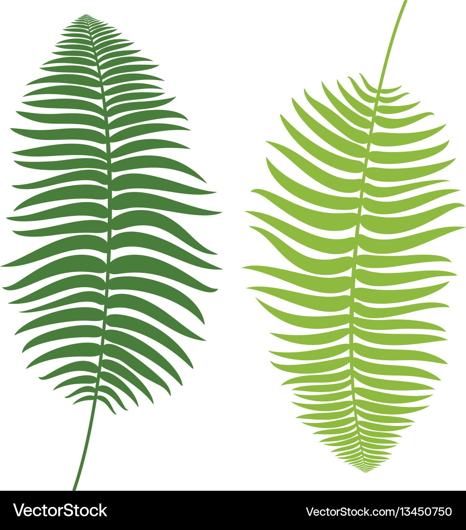 Fern Royalty Free Vector Image - VectorStock