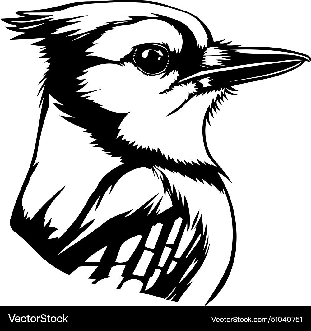 A blue jay bird isolated on white background Vector Image