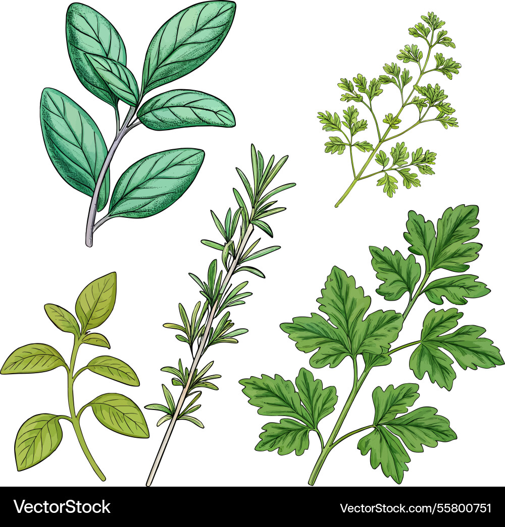 Herbs set image Royalty Free Vector Image - VectorStock