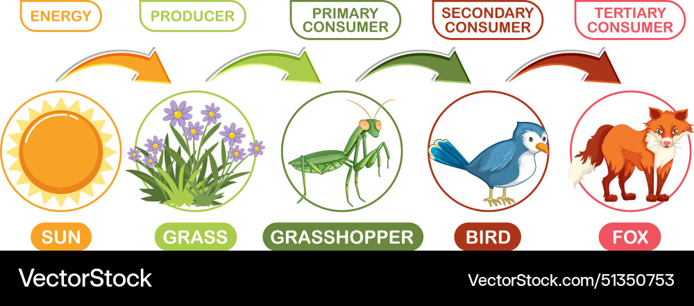 A simple food chain Royalty Free Vector Image - VectorStock