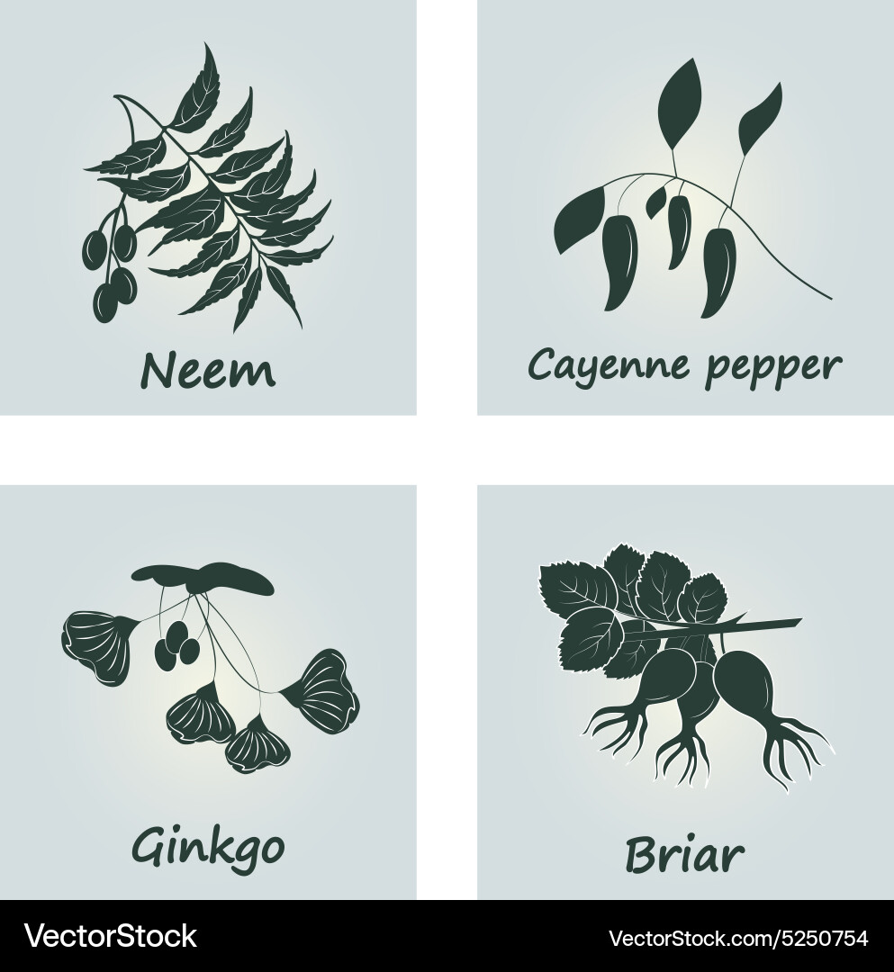 Collection of ayurvedic herbs Royalty Free Vector Image