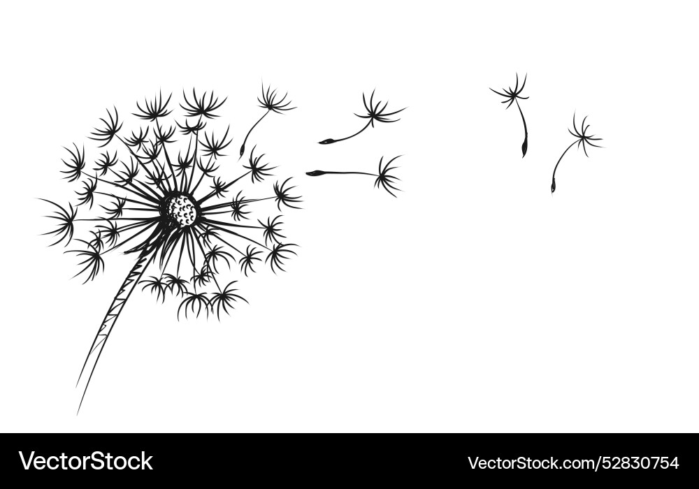 Sketch of field dandelion Royalty Free Vector Image