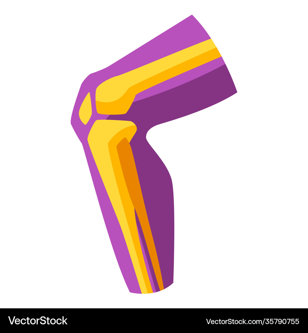 Human knee Royalty Free Vector Image - VectorStock