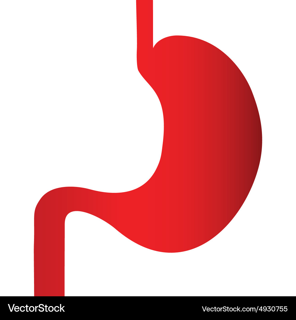 Stomach Royalty Free Vector Image - VectorStock