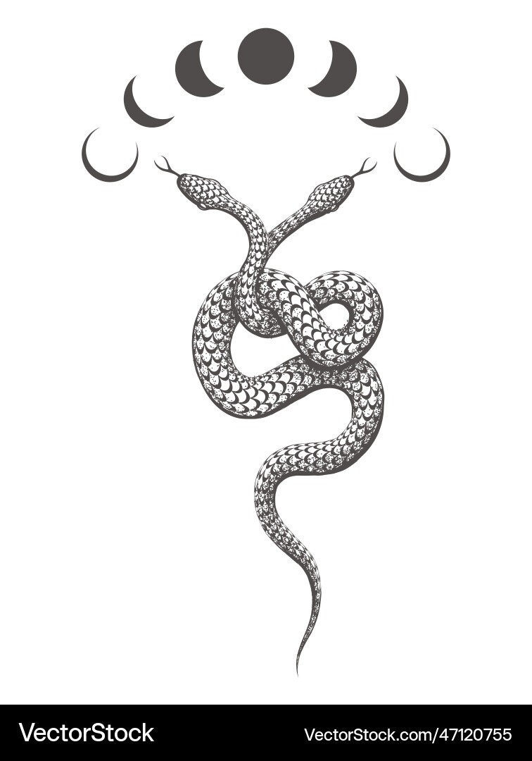 Two headed snake and phases of moon esoteric Vector Image