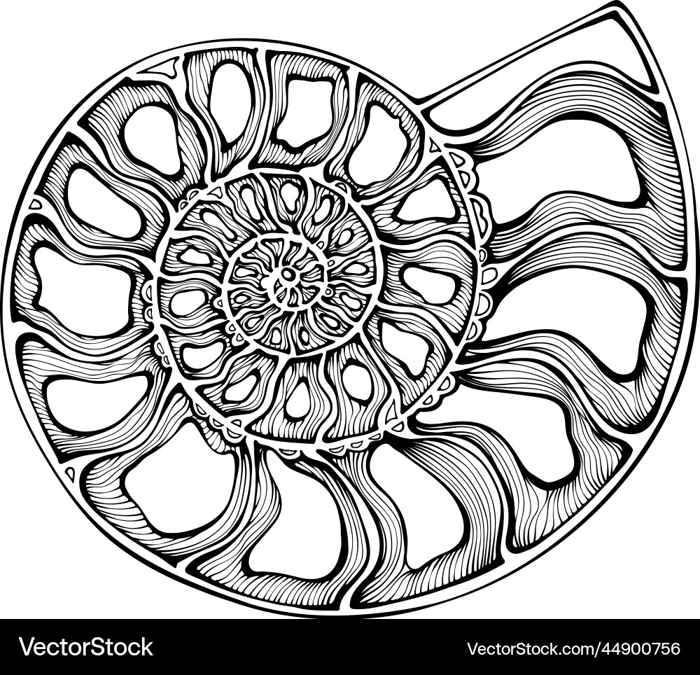 Fossil ammonite line art Royalty Free Vector Image