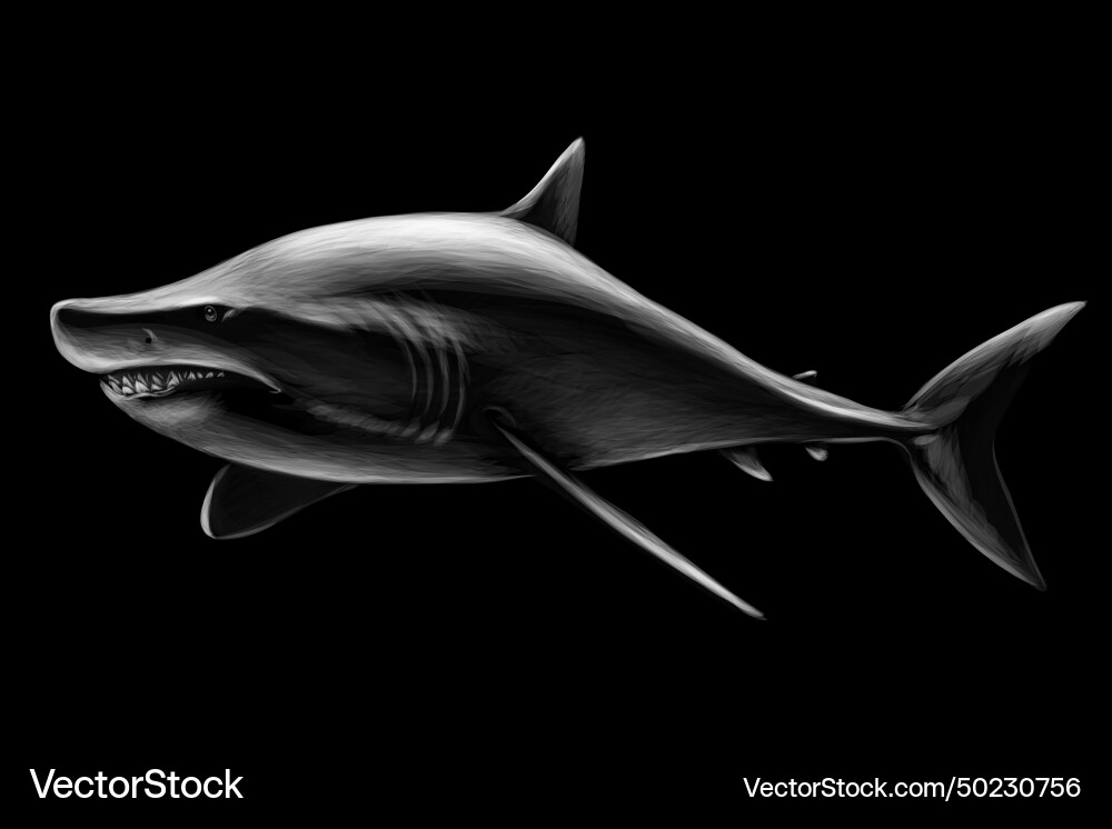 Shark graphic black and white image Royalty Free Vector