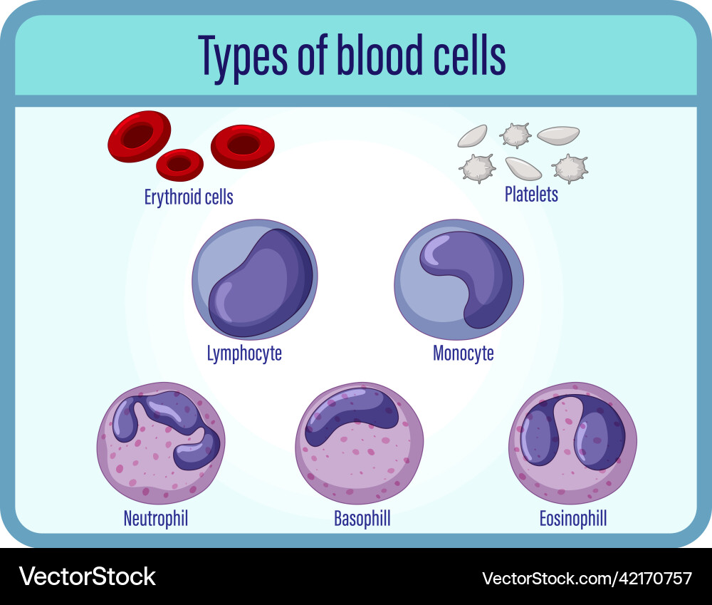 Blood Cell Types Medical Diagram Royalty Free Vector Image