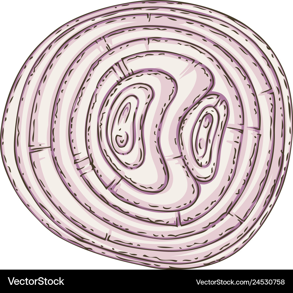 Bulb onion in cross section Royalty Free Vector Image