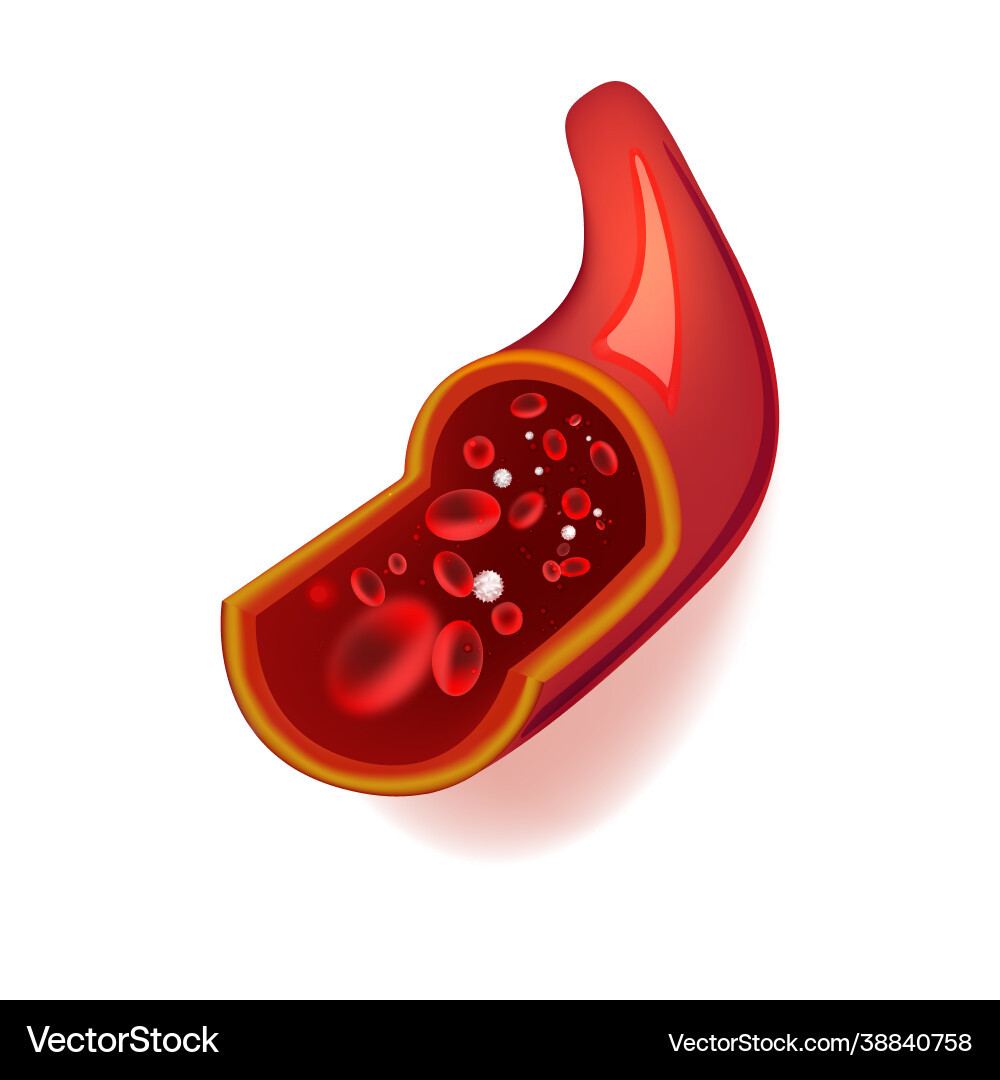 Human blood vessel Royalty Free Vector Image - VectorStock