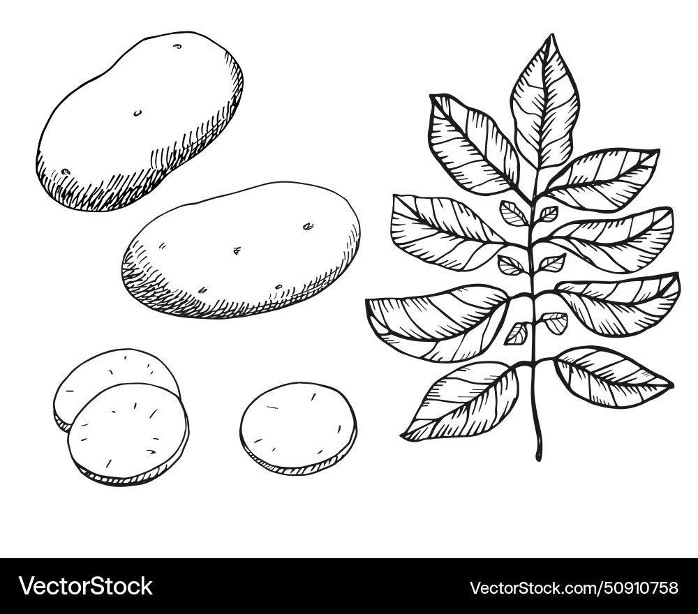 Potato plant ink sketch hand drawn – Free Vector | VectorStock