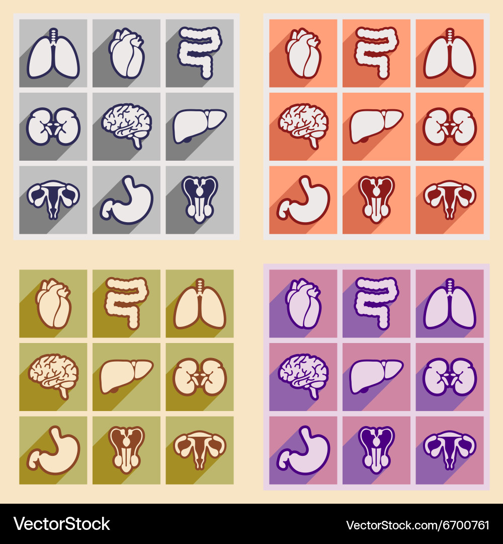 Icons of assembly internal organs in flat style Vector Image