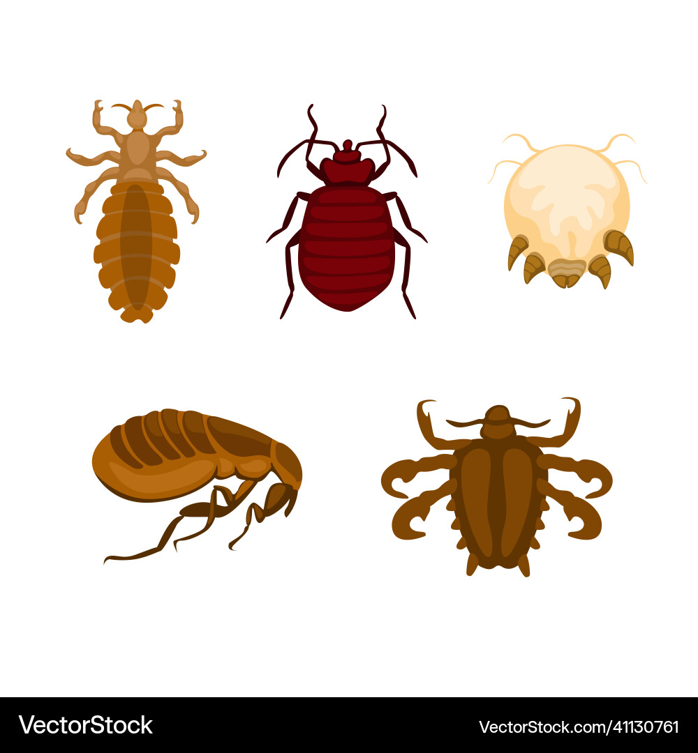 Lice and bug insect symbol set Royalty Free Vector Image