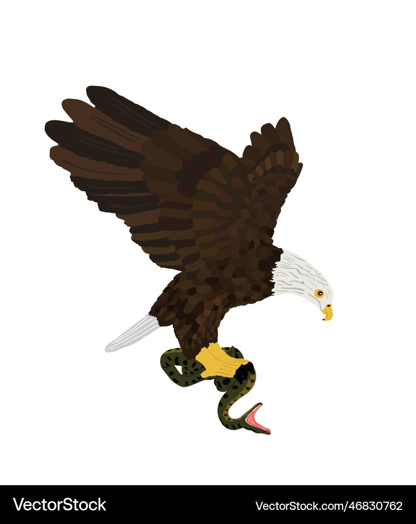Bald eagle flying and attack snake Royalty Free Vector Image