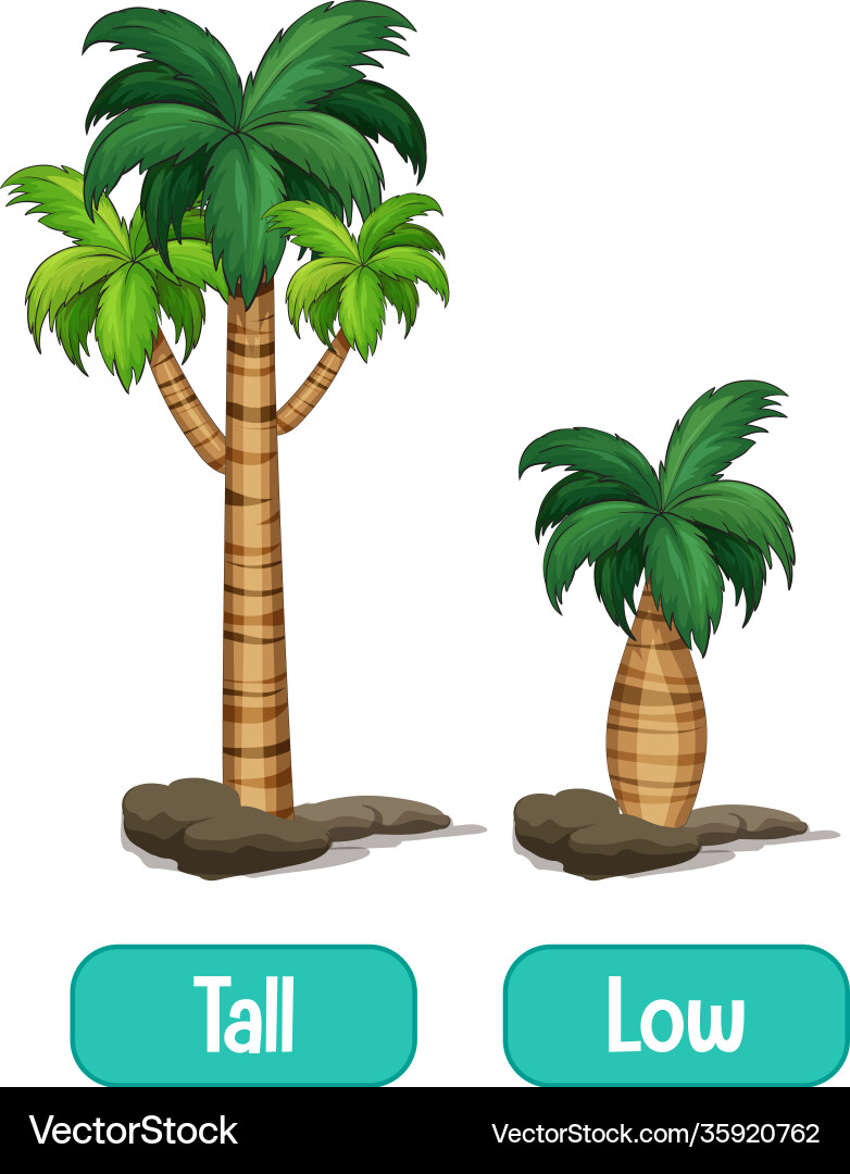 Opposite adjectives words with tall and low Vector Image