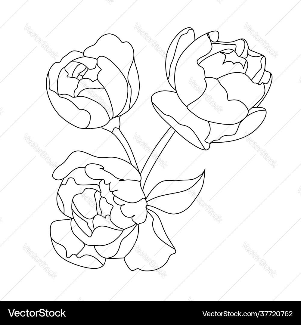 Peony line drawing flower art peonies Royalty Free Vector