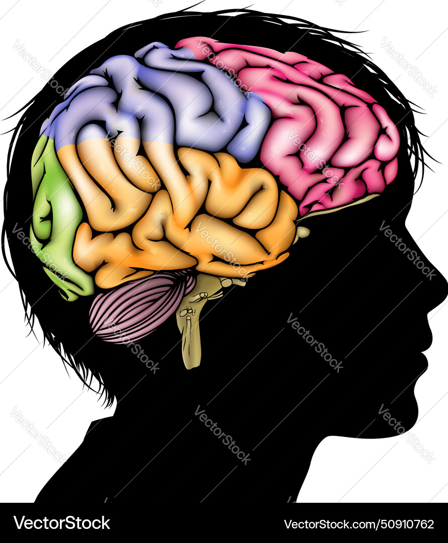 Young child brain concept Royalty Free Vector Image