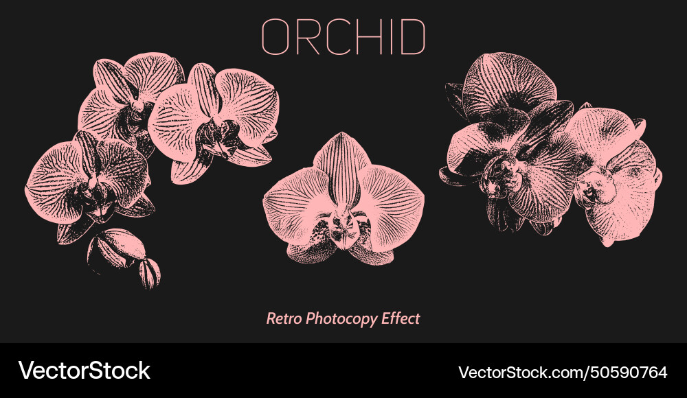 Vintage set of different orchids with a retro Vector Image