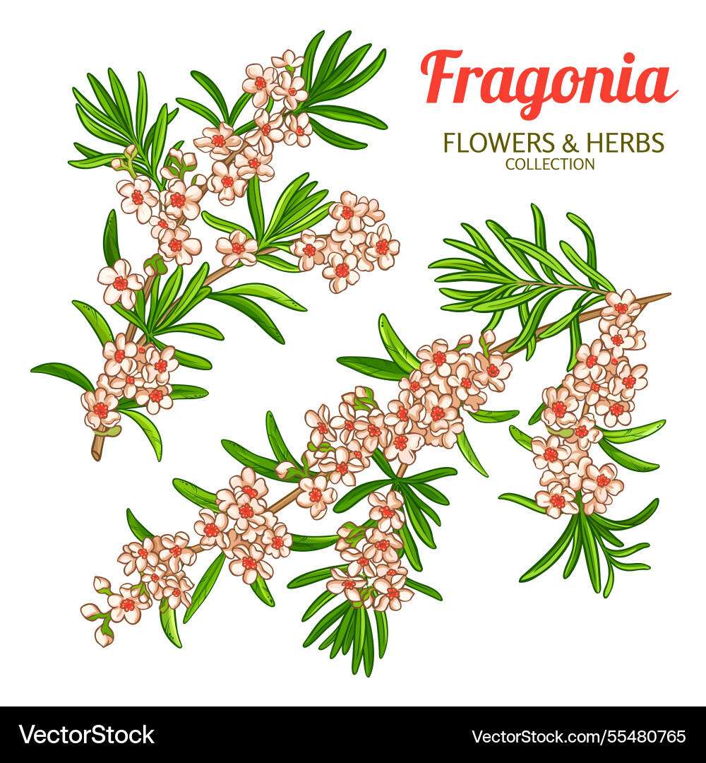Fragonia branch with flowers outline Royalty Free Vector