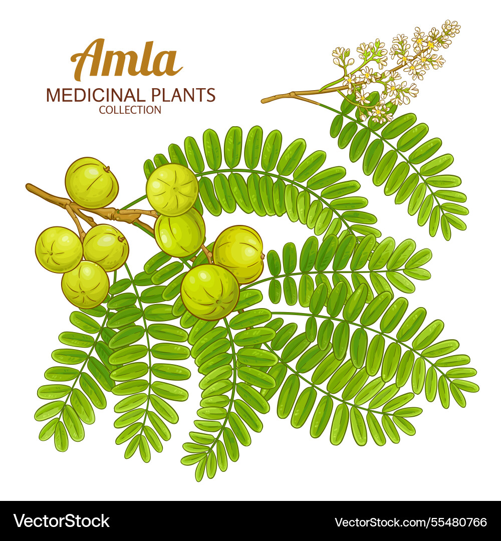 Amla branch with fruits colored Royalty Free Vector Image