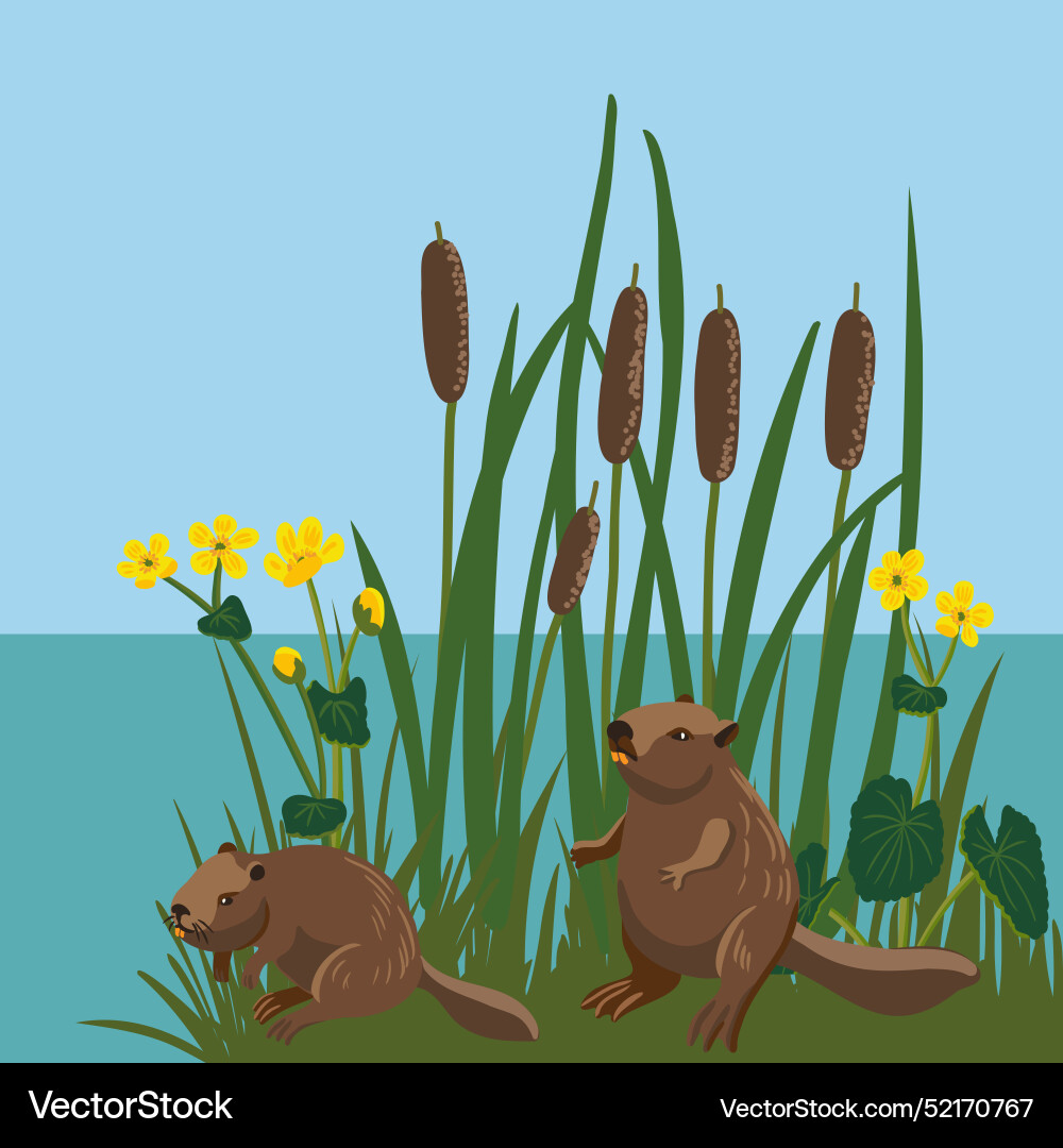 Drawing beaver animal Royalty Free Vector Image