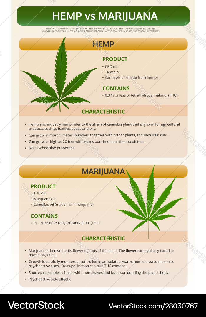 Hemp vs Marijuana Comparison Royalty Free Vector Image