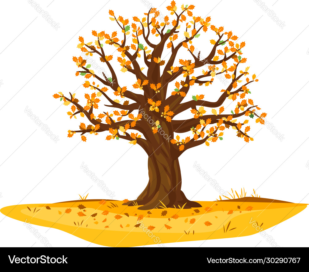 Oak tree in autumn isolated Royalty Free Vector Image