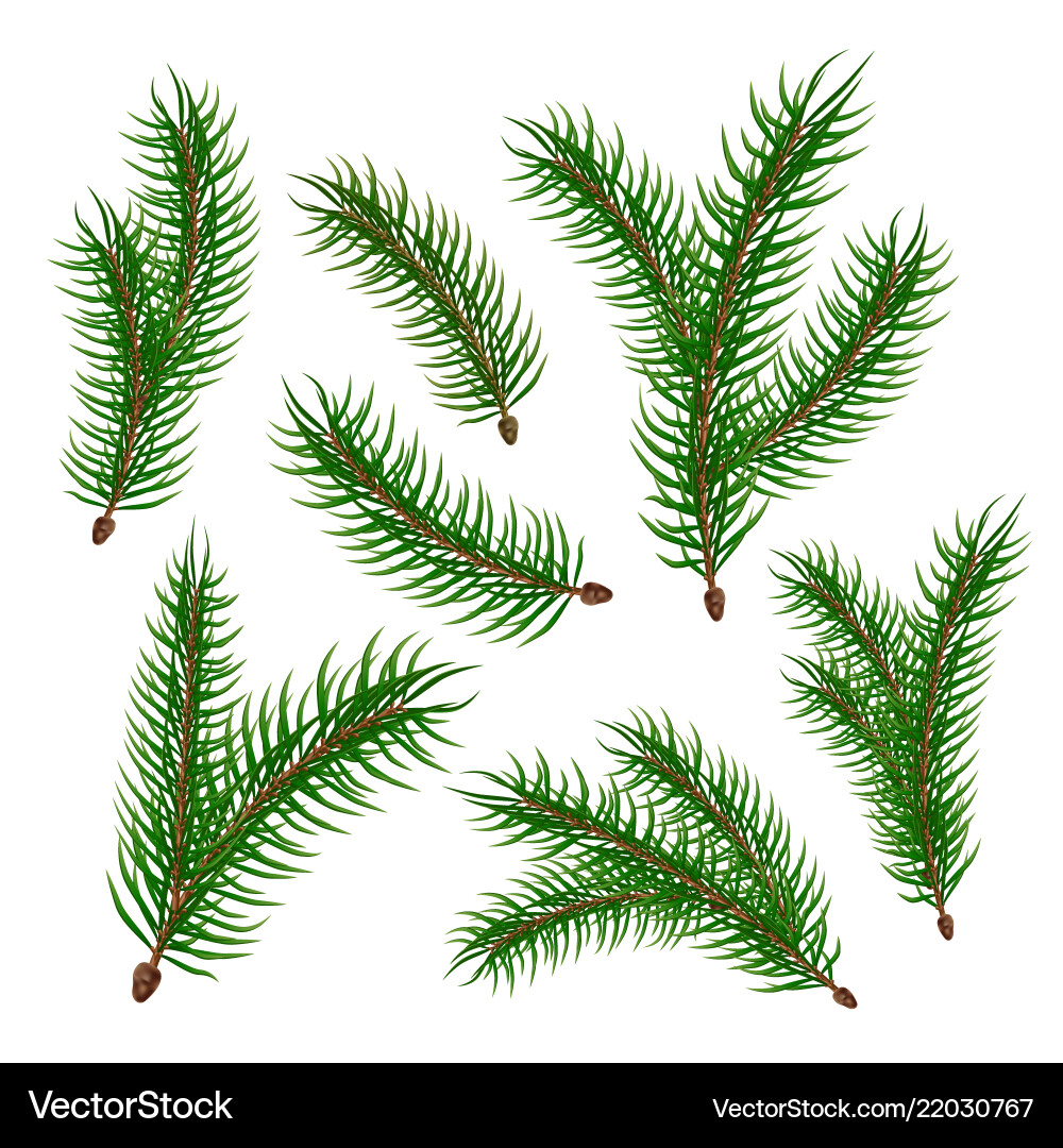 Realistic spruce fir tree branches set Royalty Free Vector