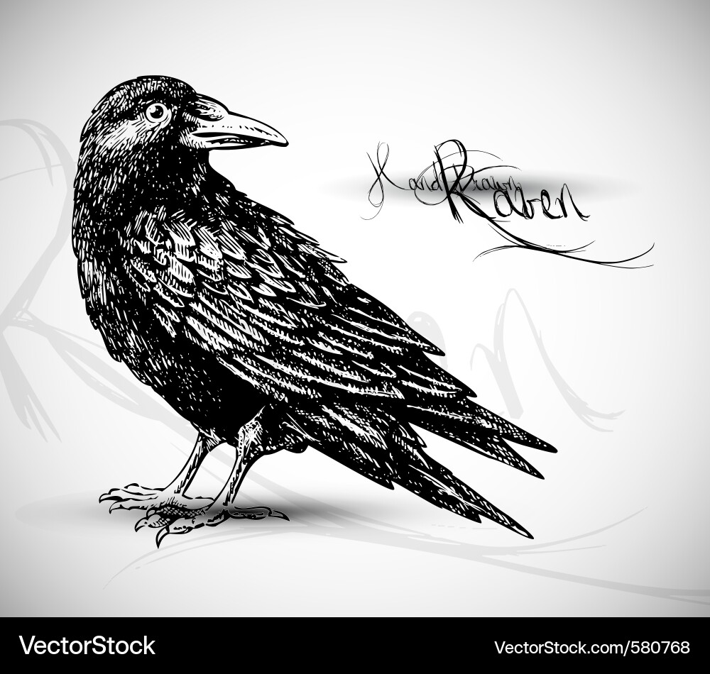 Bird sketch Royalty Free Vector Image - VectorStock