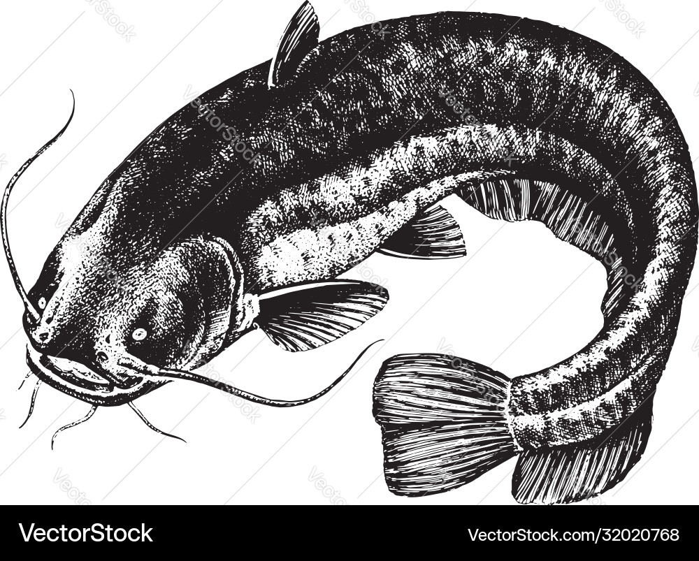 Catfish fish collection Royalty Free Vector Image