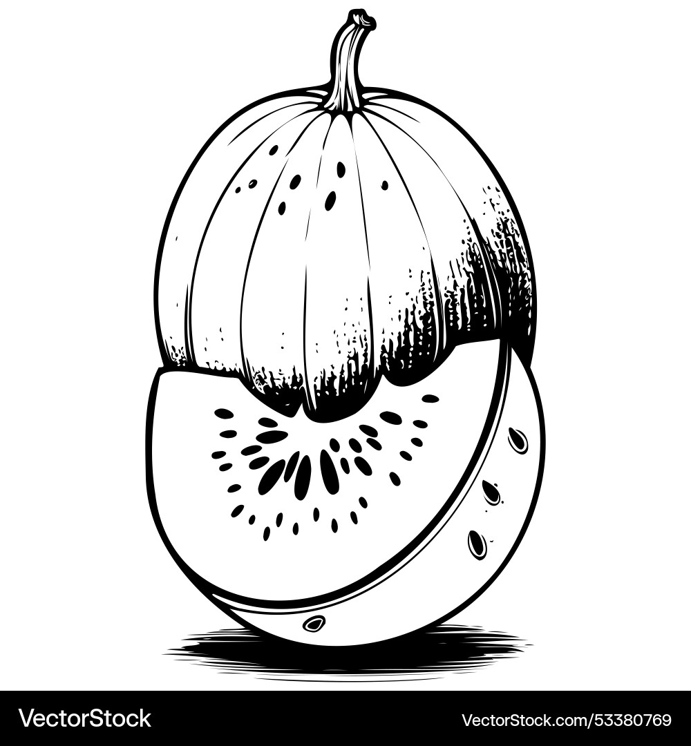Arava melon drawing realistic hand line Royalty Free Vector