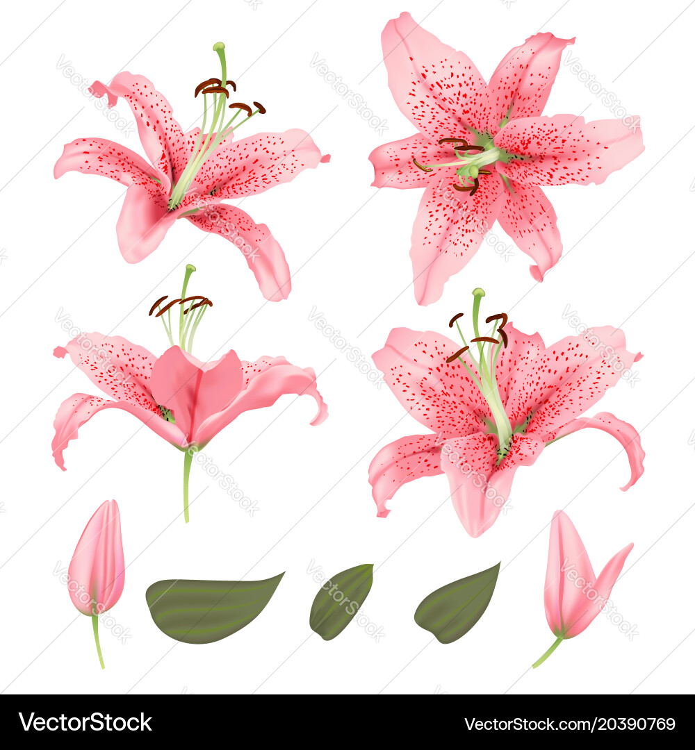 Realistische Lilie Blumenblüten-Set Lizenzfreier Vektor
