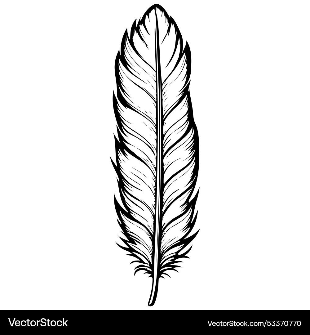 Feather ink hand drawn line transparent Royalty Free Vector
