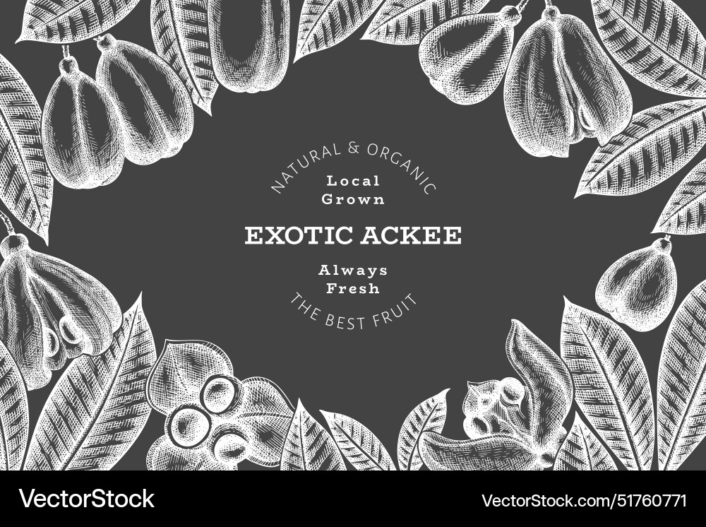 Hand drawn sketch style ackee banner organic Vector Image