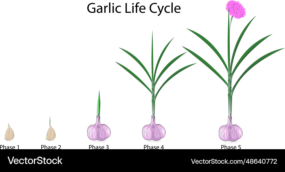 Garlic life cycle Royalty Free Vector Image - VectorStock