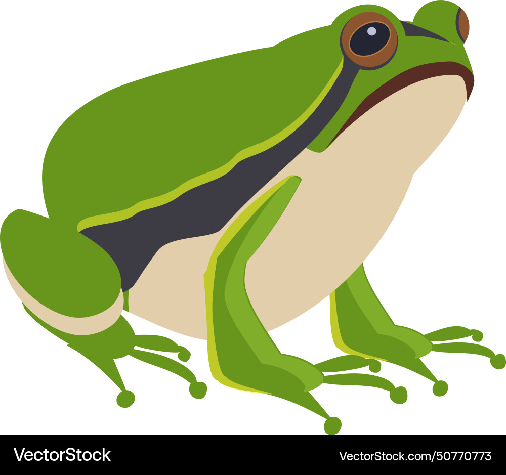 Green toad wild nature animal frog sitting Vector Image