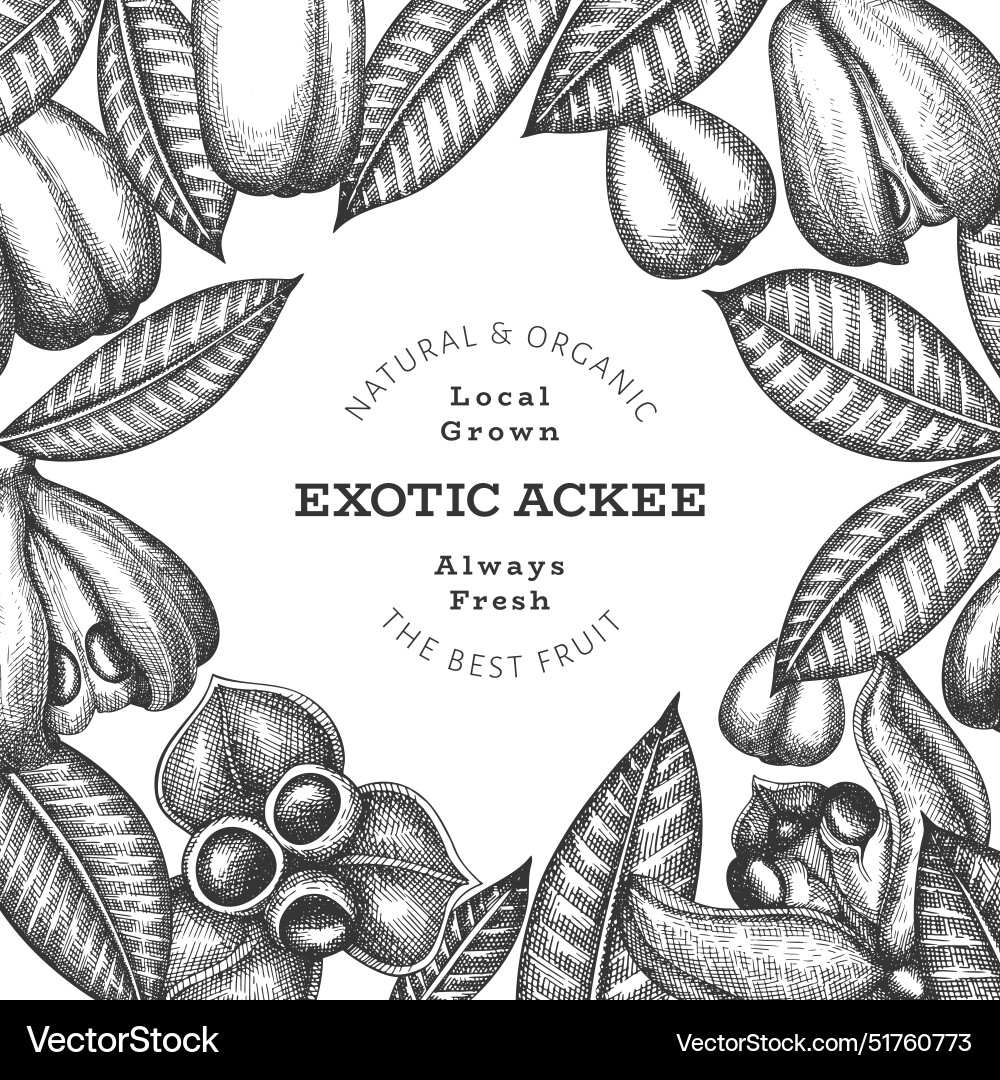 Hand drawn sketch style ackee banner organic Vector Image