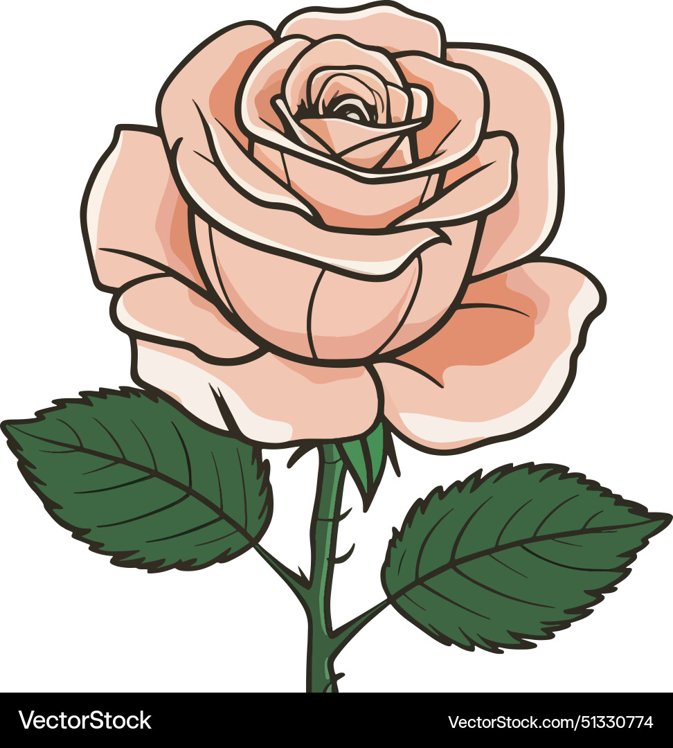 Peach rose Royalty Free Vector Image - VectorStock